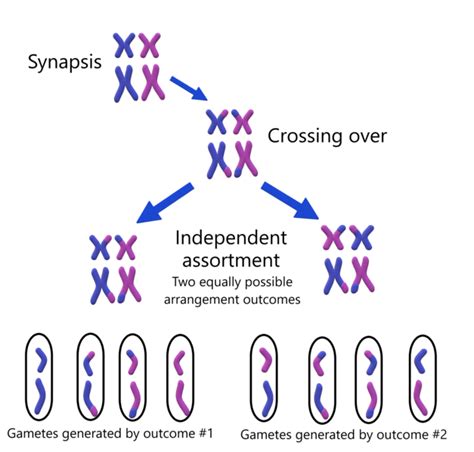 Independent Assortment Definition And Examples Biology Online Dictionary