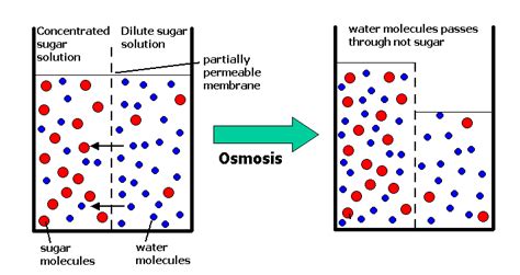 Calvins Biology Discoveries Diffusion Osmosis