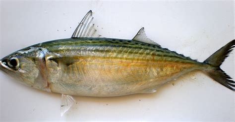 20 Jenis Ikan Air Laut Homecare24