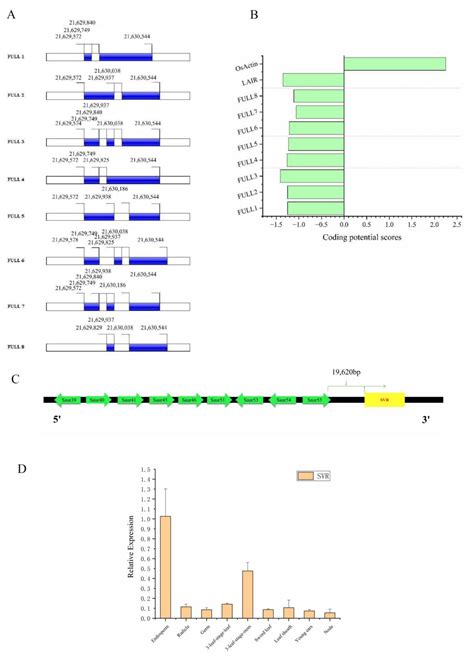 Ijms Free Full Text A Long Noncoding Rna Derived From Lncrna Mrna