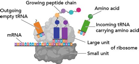 How To Read The Amino Acids Codon Chart Genetic Code And Mrna