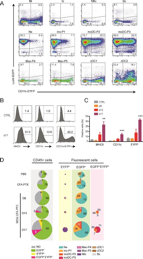 Characterization Of The Fluorescently Labeled Immune Cells In