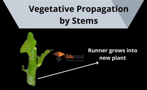What Is Vegetative Propagation Definition Types And Examples