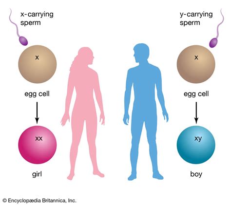 What Is The Difference Between Male And Female Dna At Frances Karr Blog