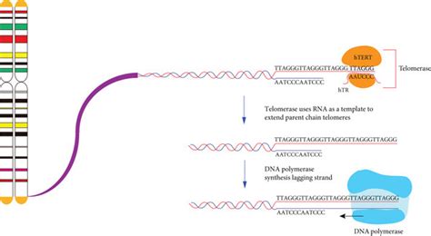Telomere Elongation By Telomerase Telomerase Reverse Transcriptase