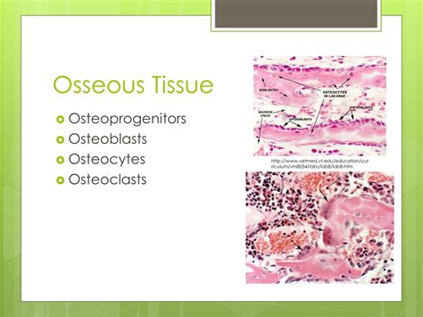Ppt Osseous Tissue And Bone Structure Powerpoint Presentation Free