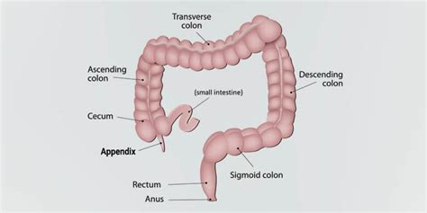 Appendix Function In Immune Endocrine Lymphatic System