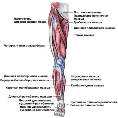 Описание ноги человека ниже колена