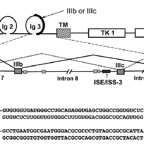 Schematic Representation Fgfr2 And The Intronic Ise Iss 3 Cis Element
