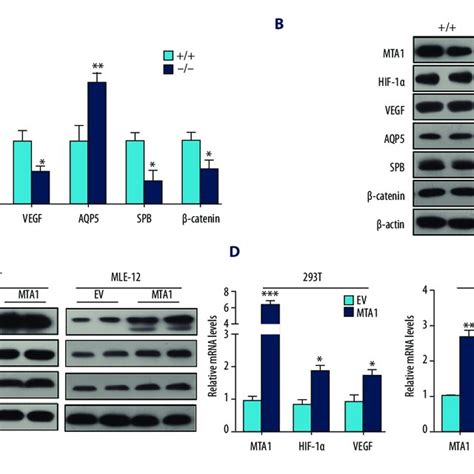 A Correlation Between The Expression Of Mta1 And Hif1a In The Lungs