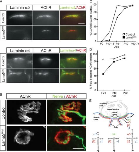 Muscle Specific Deletion Of Laminin α5 Leads To Delayed Neuromuscular