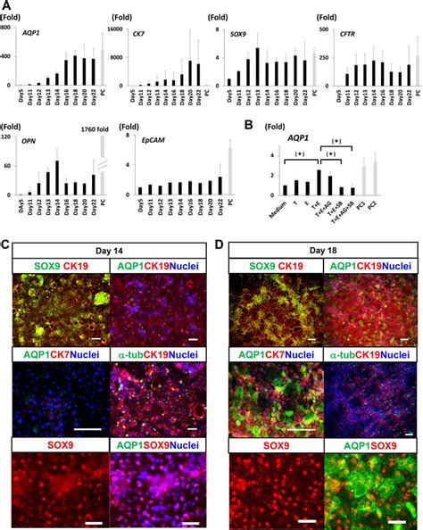 Differentiation Of Aqp1 Cholangiocyte Lineage Cells From Hipscs A