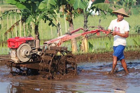 Cara Menanam Padi Panduan Lengkap Untuk Pemula [update 2021]