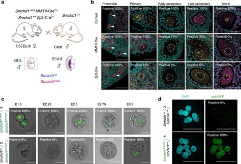 Smchd1 Is A Maternal Effect Gene Required For Genomic Imprinting Elife