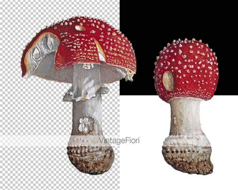 Amanita Muscaria Printable Wall Art Mushroom Decor Fungi Etsy
