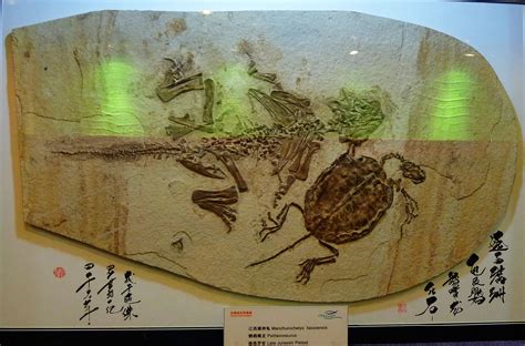 paleobiota of the yixian formation wikipedia