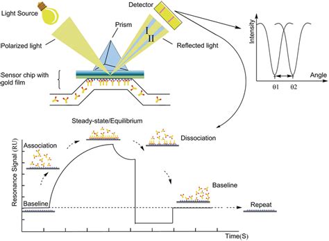 The Schematic Illustration Of Surface Plasmon Resonance Spr System