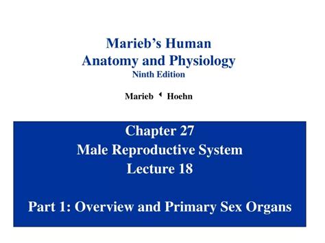 Ppt Chapter 27 Male Reproductive System Lecture 18 Part 1 Overview