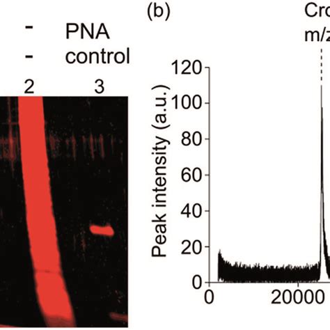 A Photoaffinity Labeling Of Probe 1 6 100 Nm And Pna 100 Nm In