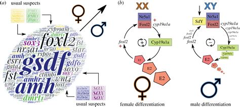 Lessons From An Unusual Vertebrate Sex Determining Gene Philosophical