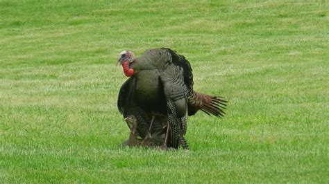Wild Turkeys Mating Youtube