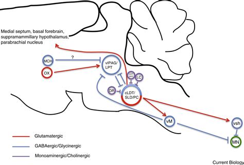 The Biology Of Rem Sleep Current Biology