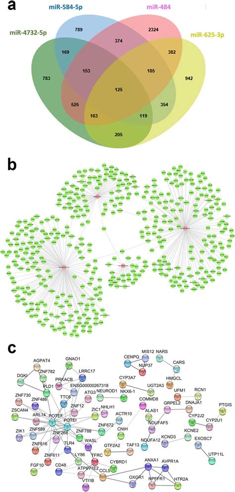 The Mirna Gene Network For Mirnas Associated With Genes Related To
