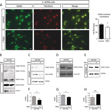 Nucleolar Localization Of Erbb3 Is Under The Control Of Neuregulin1