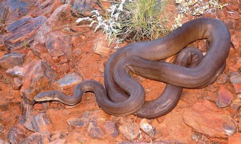 threatenedthursday pilbara olive python — the foundation for