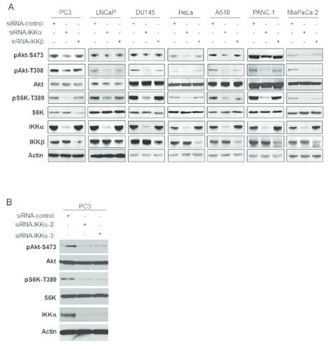 Knockdown Of Ikkα Decreases Both Akt Phosphorylation And Mtorc1