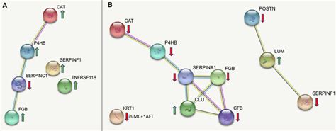 Protein Protein Interaction Analysis By String Database This Figure