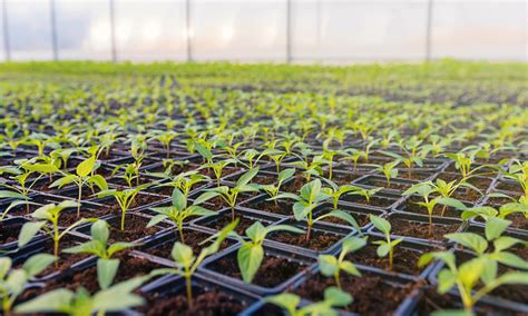 5 Ways To Improve Crop Yield Hot Tips And Product Info Primehort