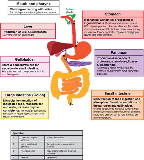 Gastrointestinal Tract Structure Functions Flow Chart
