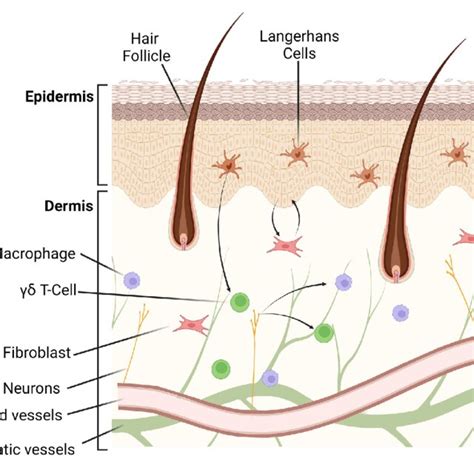 Illustration Of Skin Components And Their Cell Distribution Download