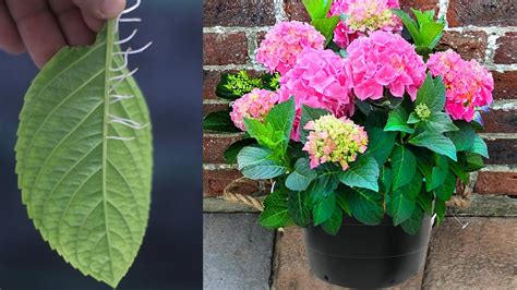Tips To Propagate Hydrangea From Leaves With Banana Youtube