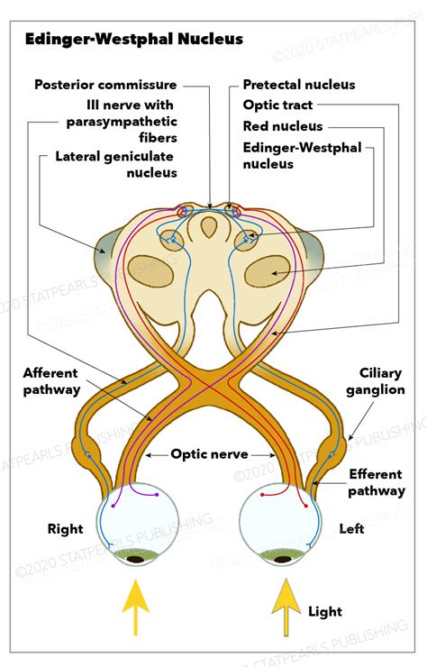 [figure Edinger Westphal Nucleus Optic Nerve Afferent