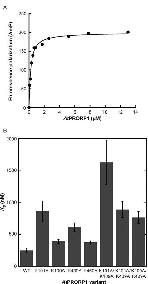 Fluorescence Polarization Fp Binding Assays A Representative