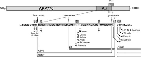 Schematic Representation Of Amyloid Precursor Protein App Positions