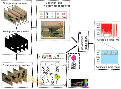 automated home cage behavioral phenotyping of mice perceiving systems