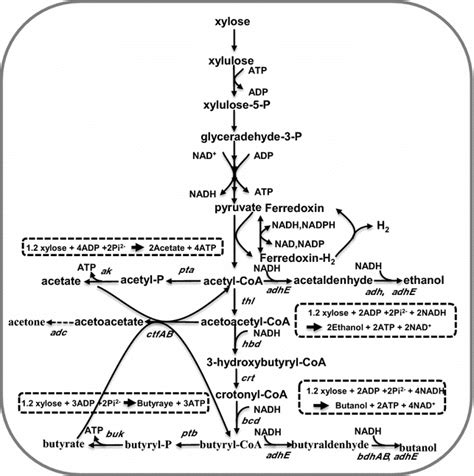 The Proposed Metabolic Pathway For Butanol Ethanol Be Production