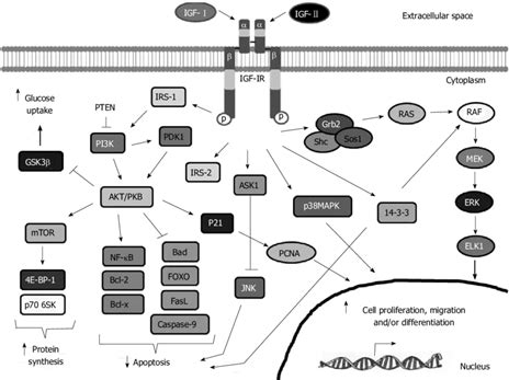 Insulin Like Growth Factor I Receptor Signaling Pathway Insulin Like