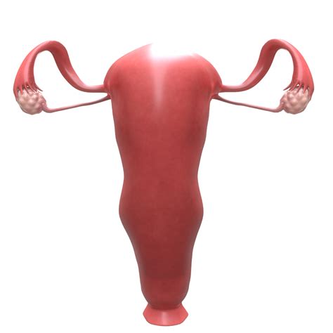 Female Reproductive Section 3d Model Turbosquid 1402070