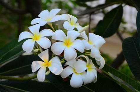ヴェトナム・カンボジア旅行記（14） カンボジアの花 バスリコのつぶやき 楽天ブログ