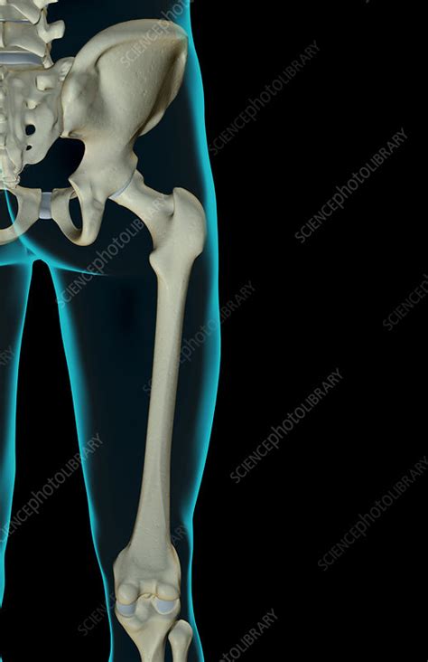 The Bones Of The Hip And Lower Limb Stock Image F001 4395 Science