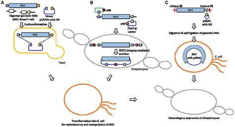 Frontiers Cloning And Heterologous Expression Of A Large Sized