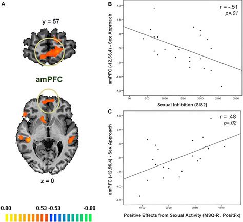 frontiers the modulatory role of cortisol in the regulation of sexual