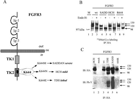 Biosynthesis Of Fgfr3 Mutants A Schematic Representation Of The Fgfr3