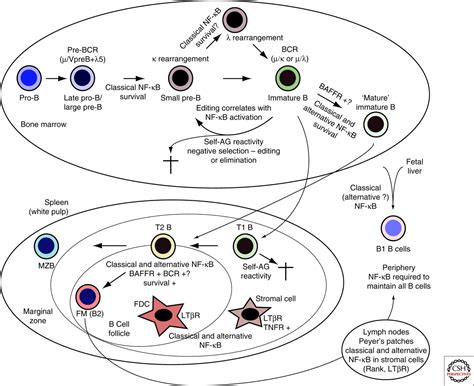 Roles Of The Nf κb Pathway In Lymphocyte Development And Function