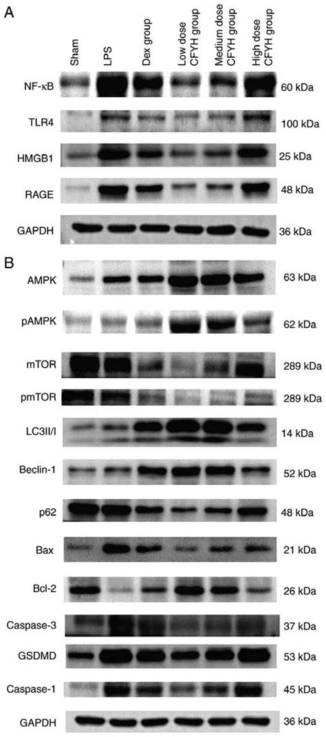 Western Blotting Analysis A Western Blotting Analysis Of Nf κb P65