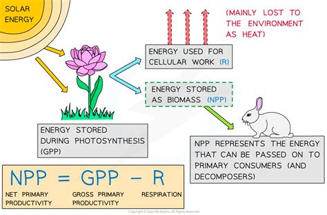 Net Primary Productivity 5 1 6 Edexcel A Snab A Level Biology